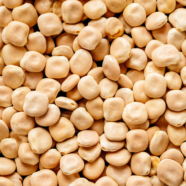 SMALL LUPINI BEANS CTN 25KG